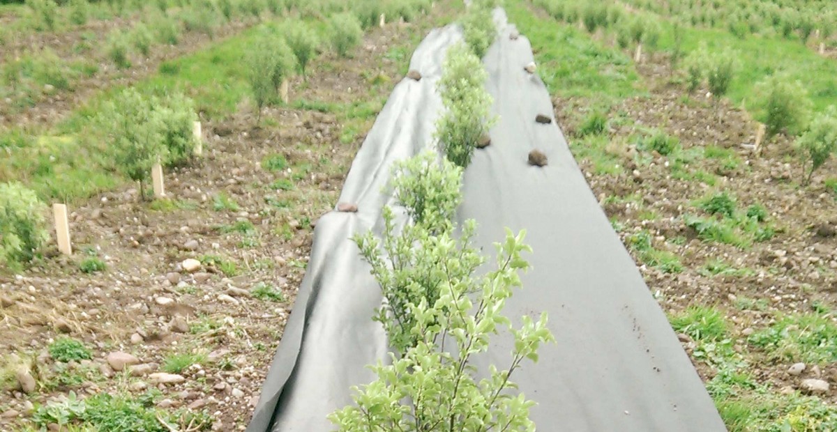 Daltex® Landscape | Don & Low Ltd